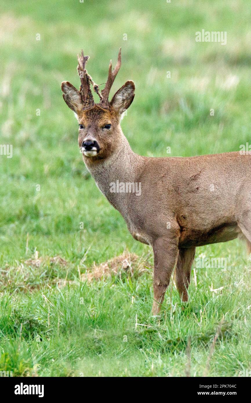 Fen farming hi-res stock photography and images - Alamy