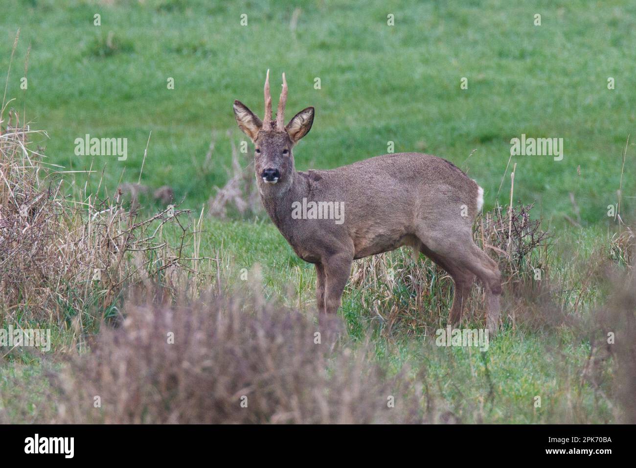 Fen farming hi-res stock photography and images - Alamy