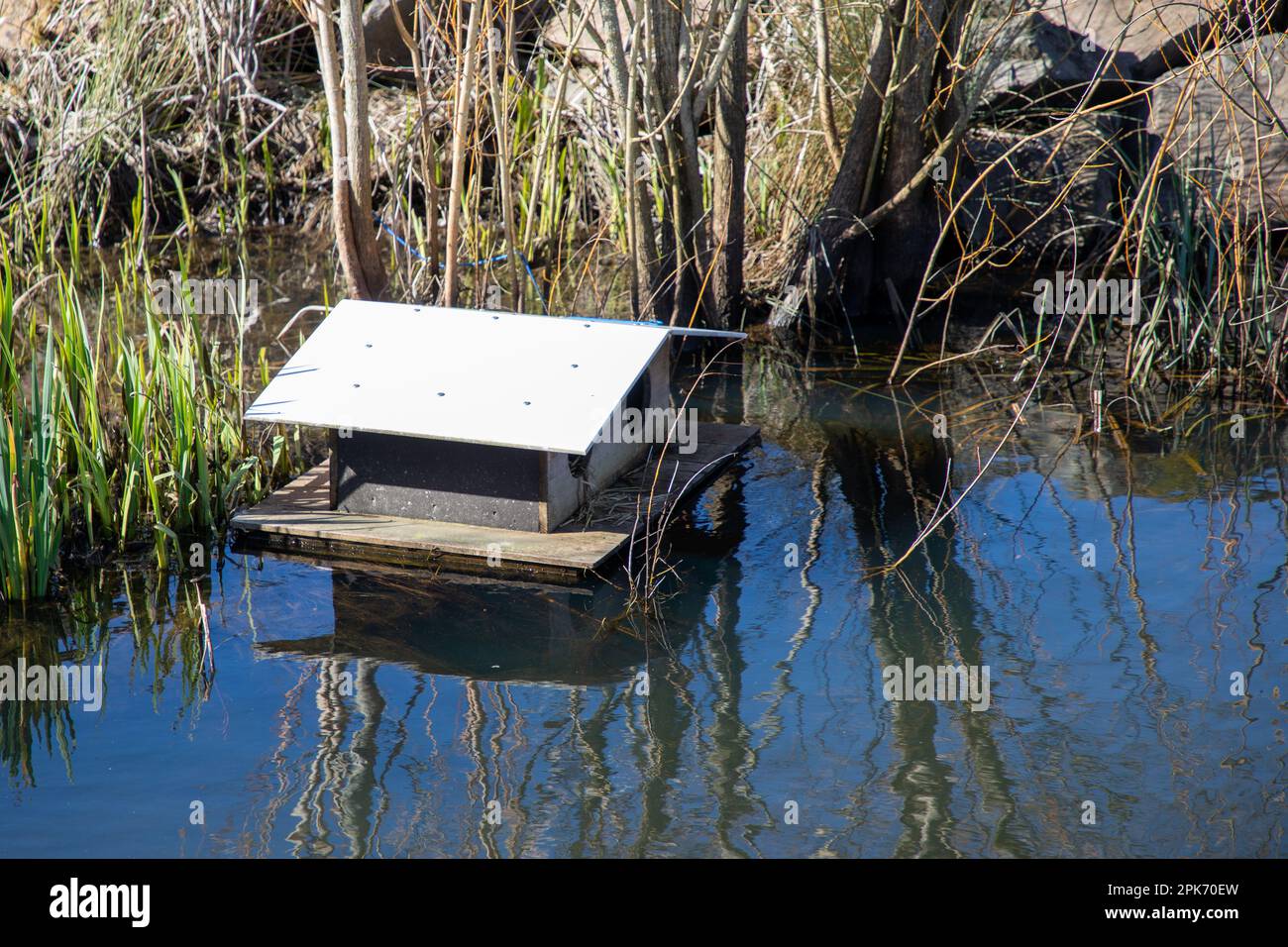 Ducks floating in still water hi-res stock photography and images - Alamy