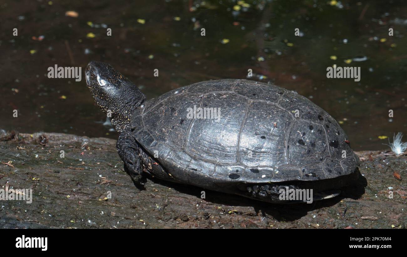 A lazy tortoise lies on a log and sunbathes. Turtle resting on a pond ...