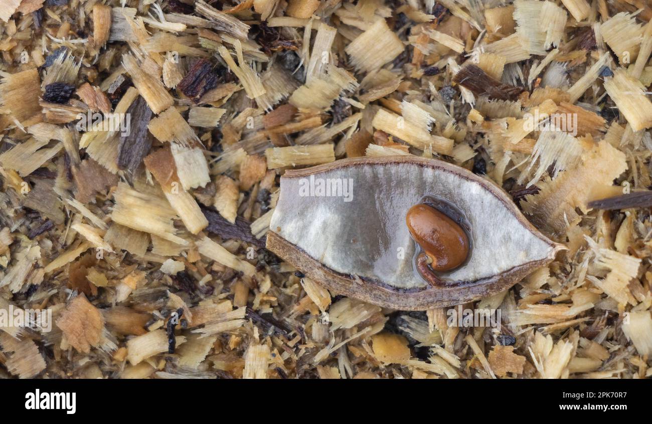 Acacia tree seeds in the process of germination close up Stock Photo ...