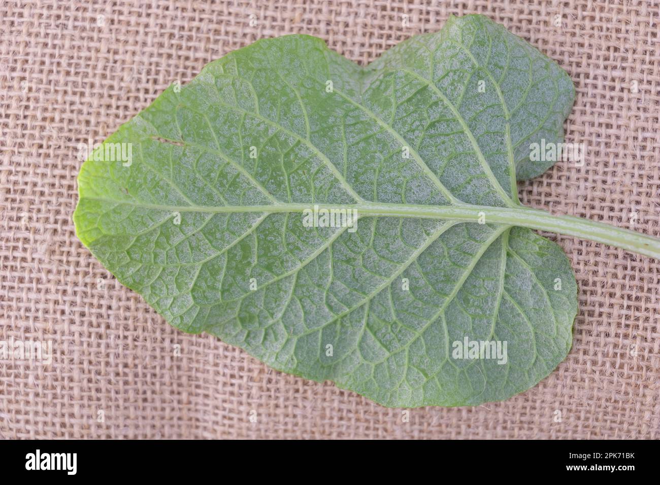 Burdock's Backside: A Macro View of the Reverse Side of a Leaf on ...