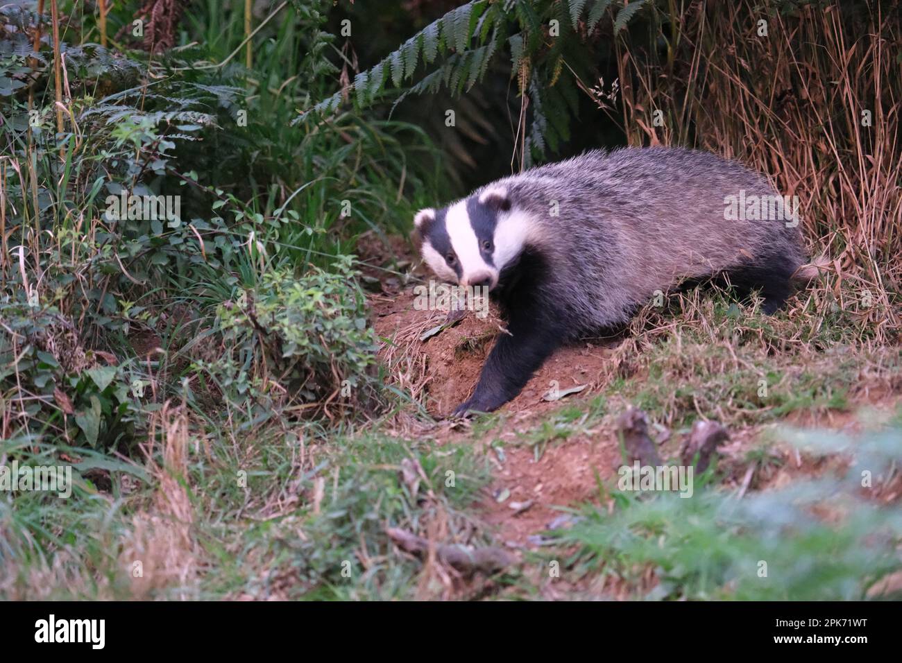 Badgers with reflections in the UK Stock Photo - Alamy