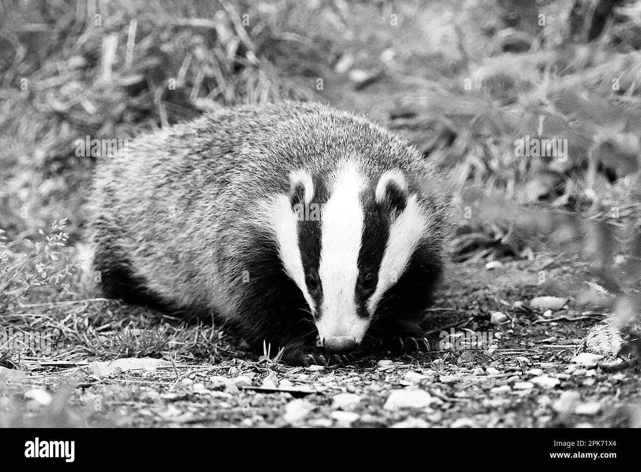 British badgers Black and White Stock Photos & Images - Alamy