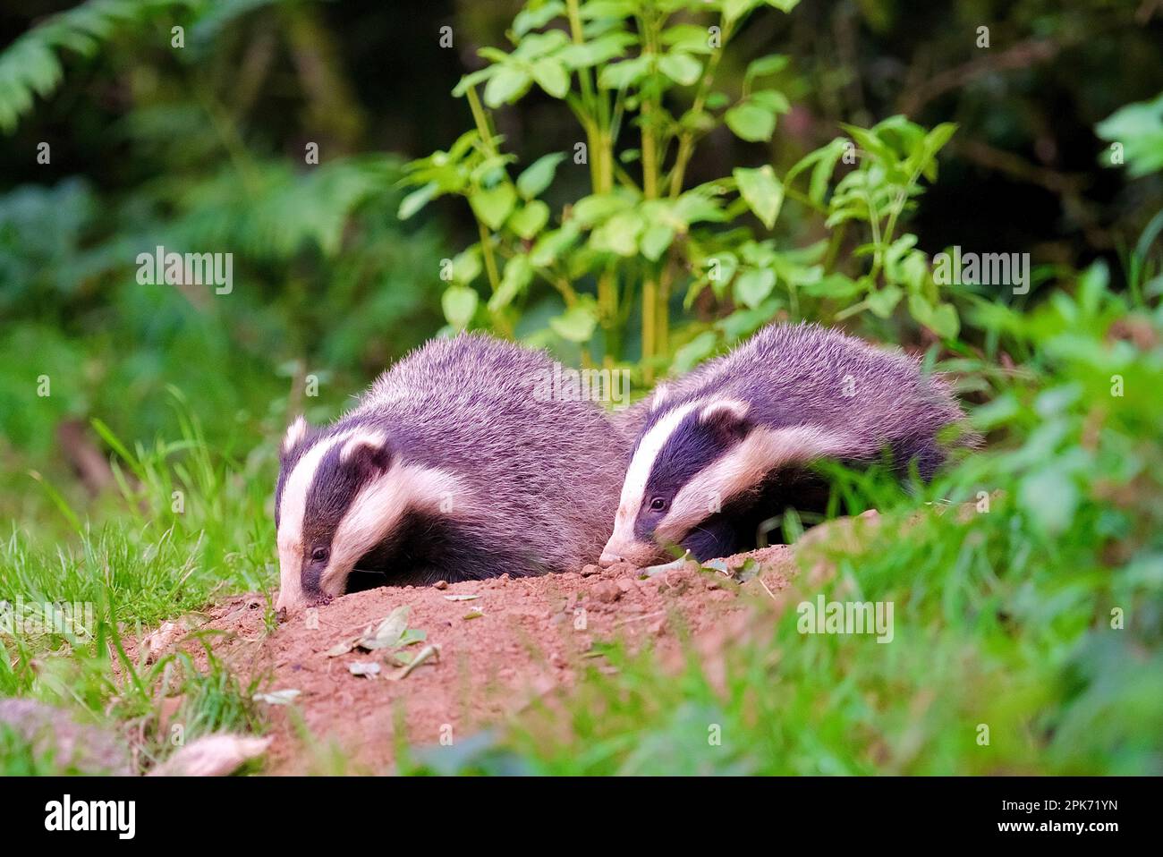Badgers with reflections in the UK Stock Photo - Alamy