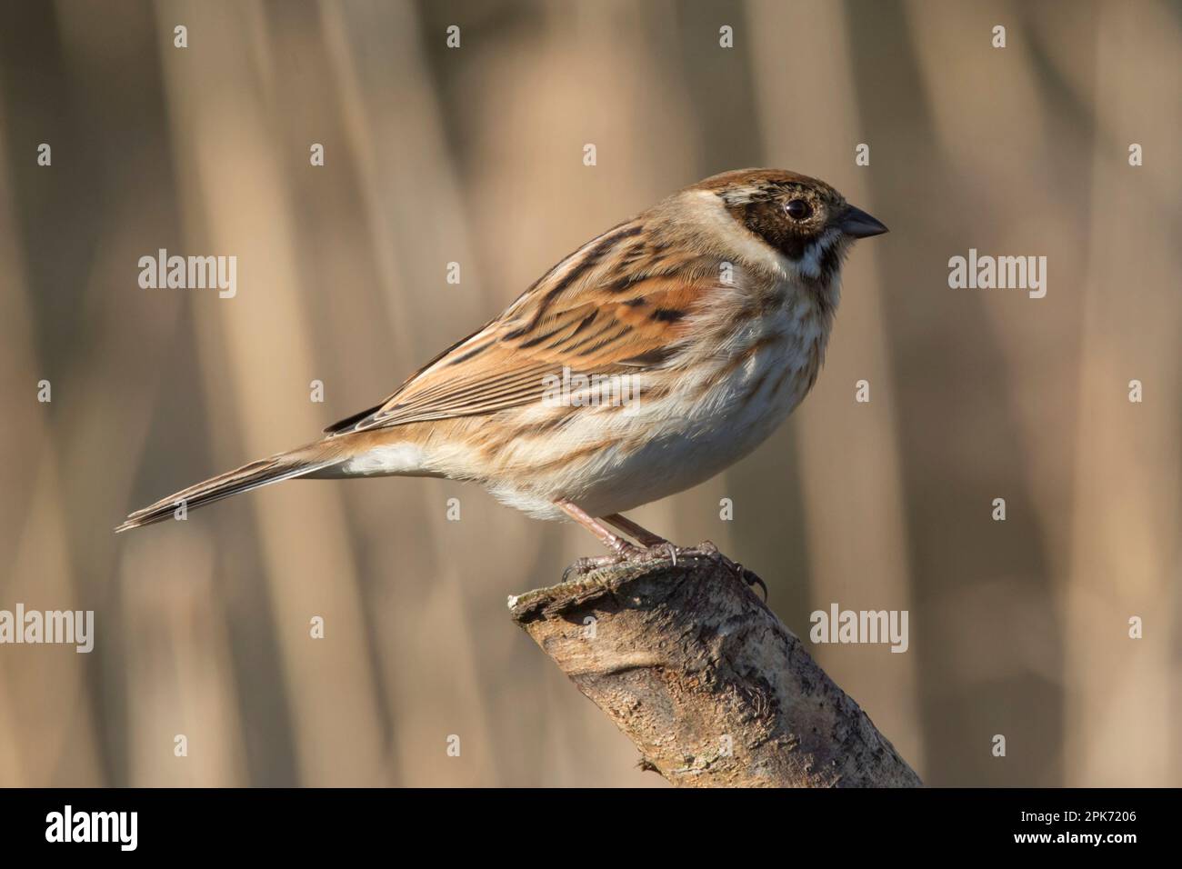 Norfolk bird hi-res stock photography and images - Alamy