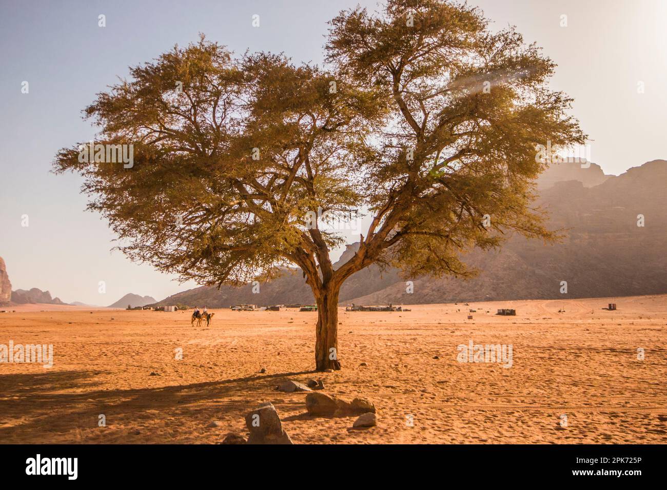 Wadi rum tree hi-res stock photography and images - Alamy