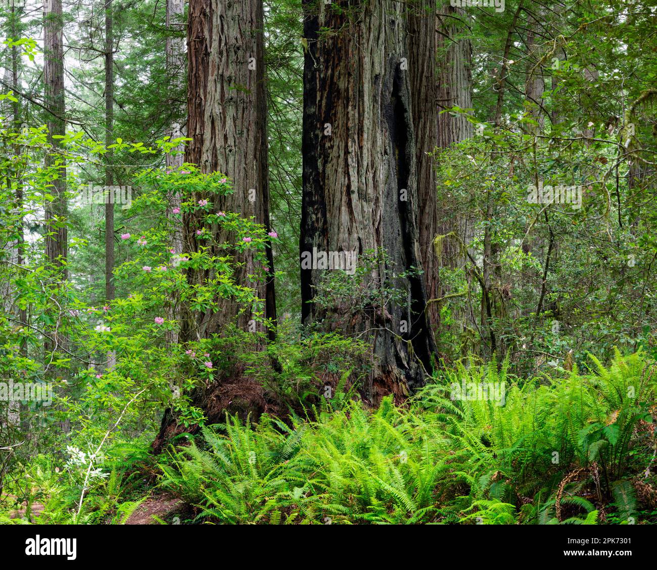 Plants and trees in Redwoods National Park, California, USA Stock Photo ...