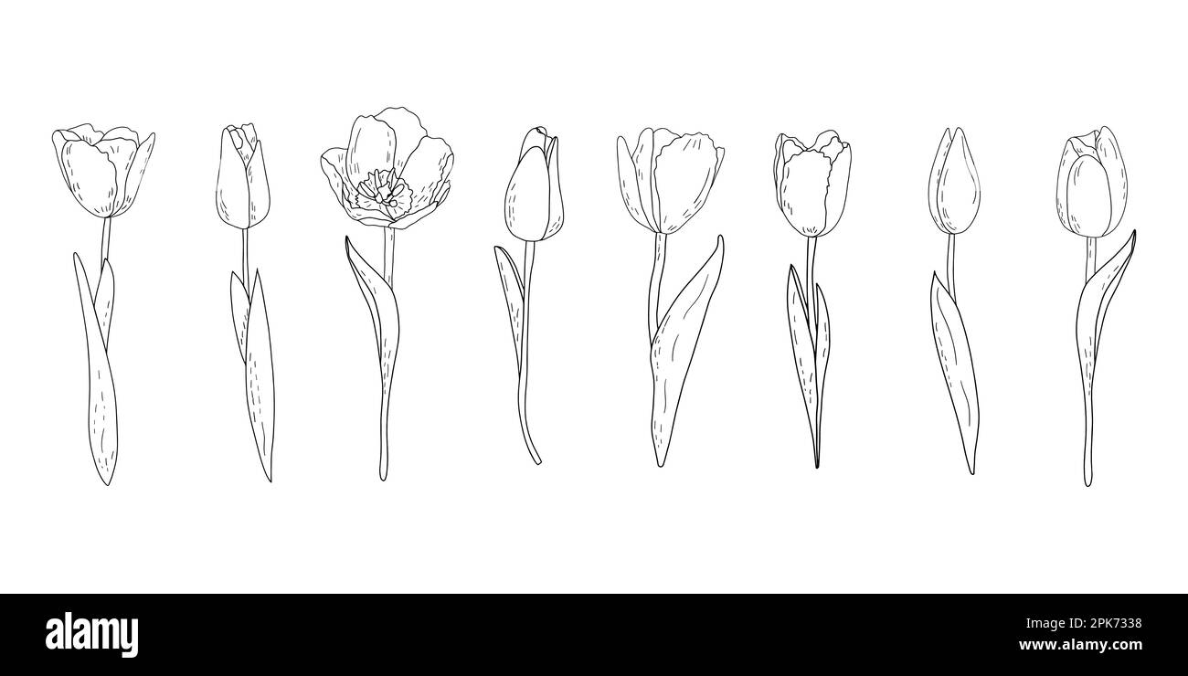 Hand-drawn vector set of outline tulips with shading Stock Vector Image ...