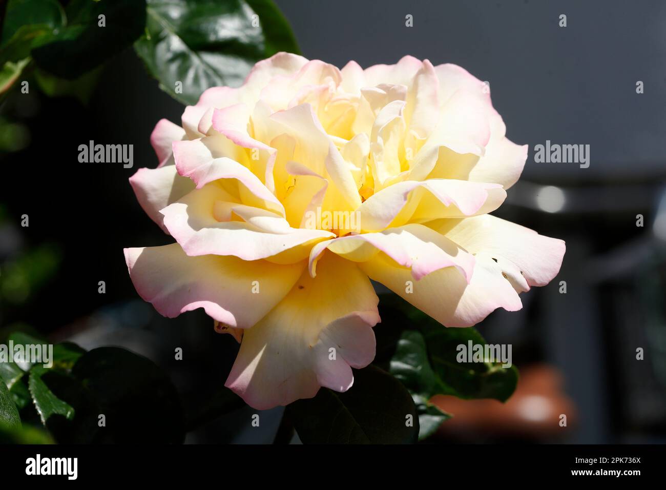 Yellow pink rose, Germany Stock Photo - Alamy