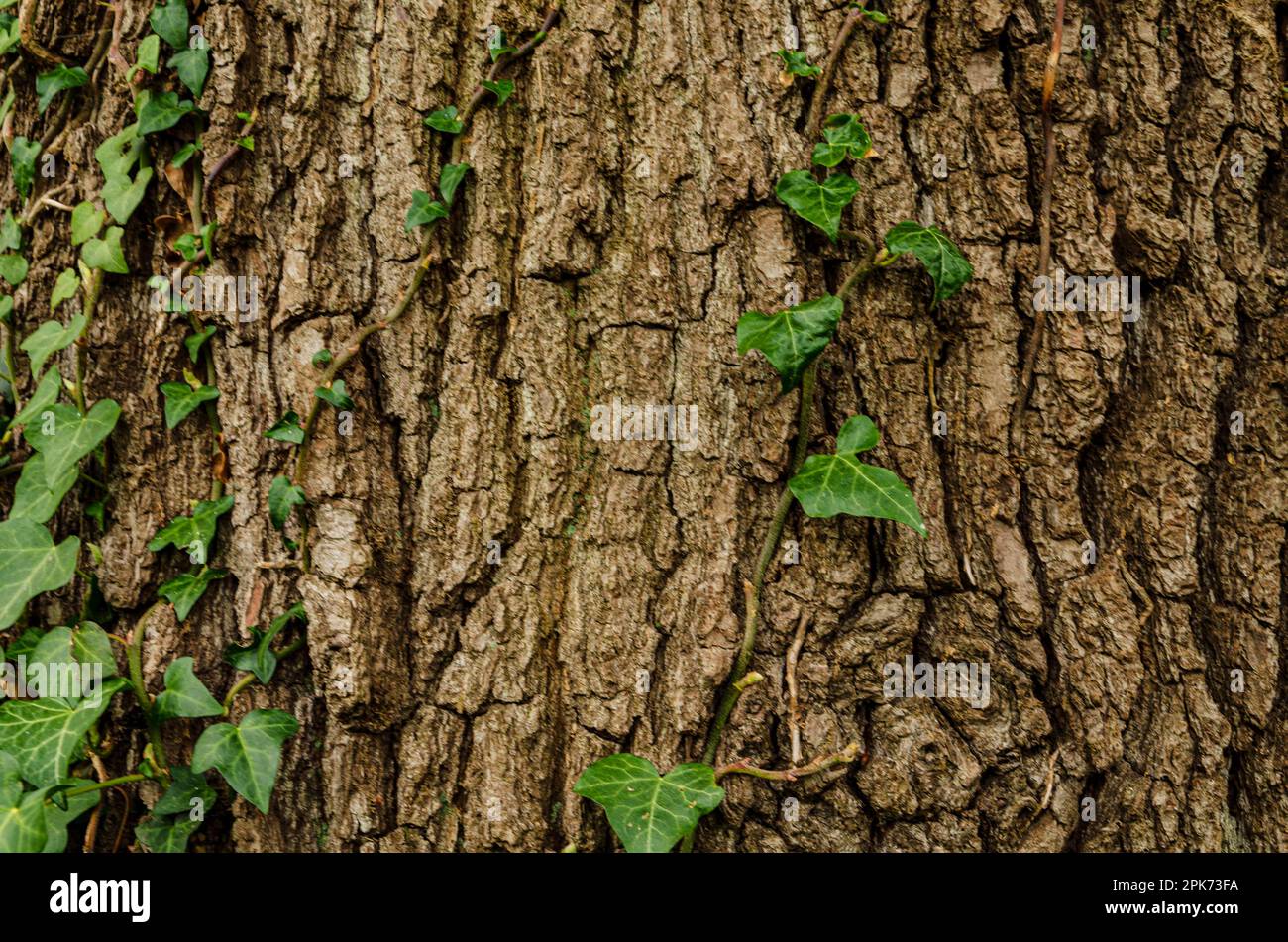 Background of tree bark with some ivy growing on it Stock Photo - Alamy