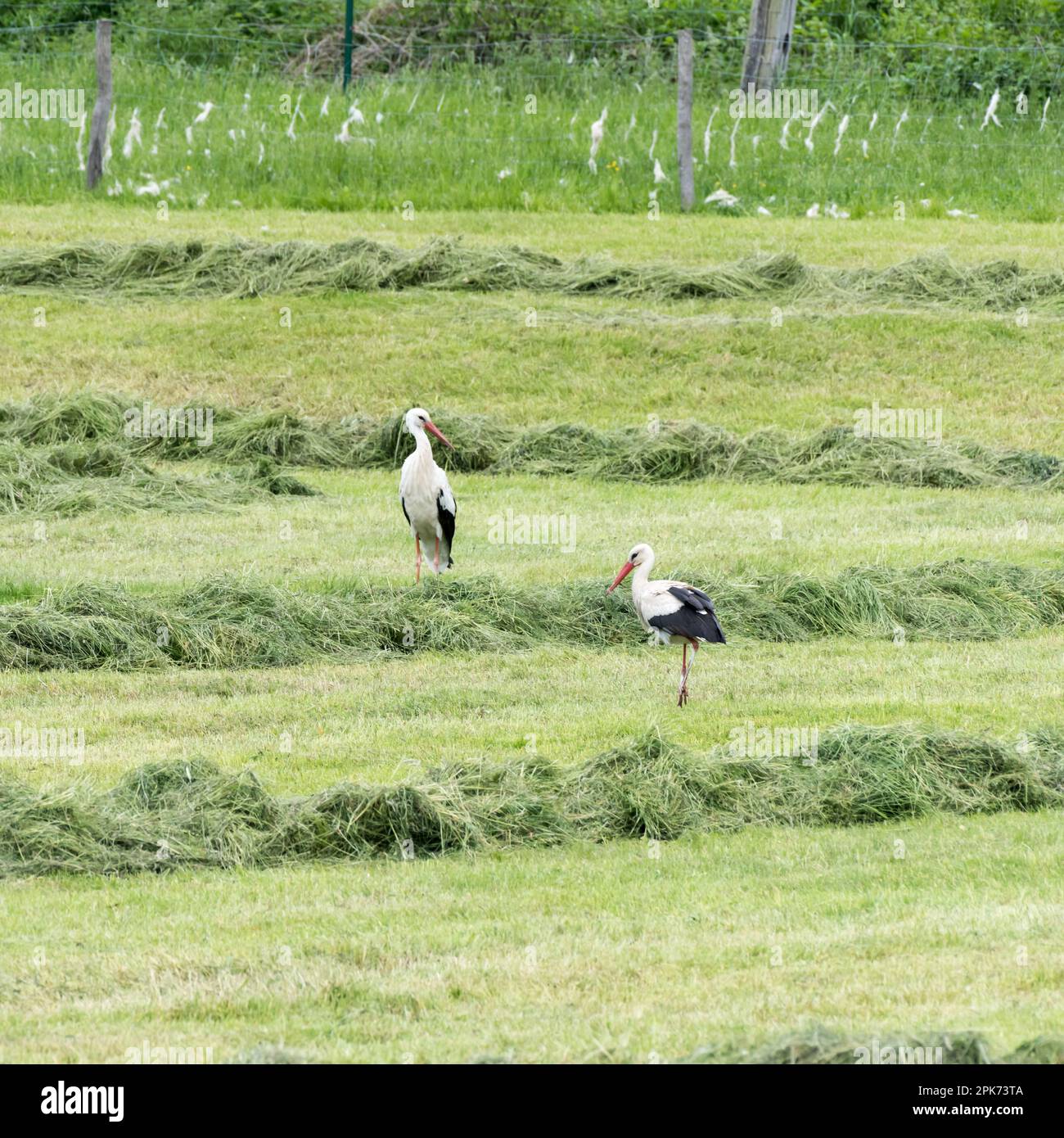 Two elegant storks hi-res stock photography and images - Alamy