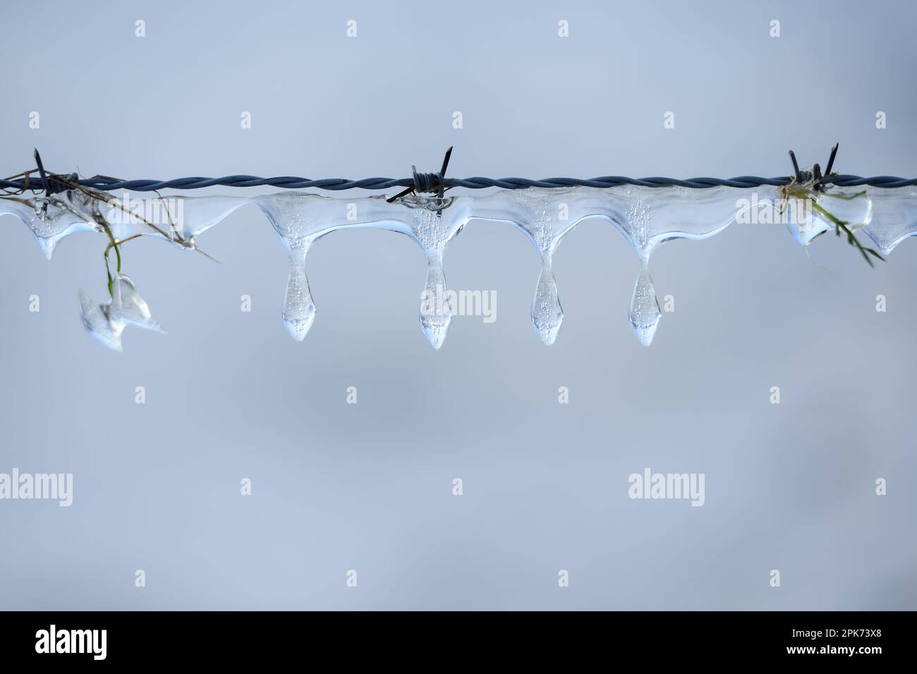 Ice drops... Icicles ( winter flood 2020/2021 ), naturally formed ice ...