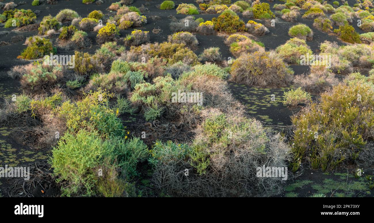 Sage, Rabbitbrush and Cliffrose on a hillside of black cinders, Wupatki ...