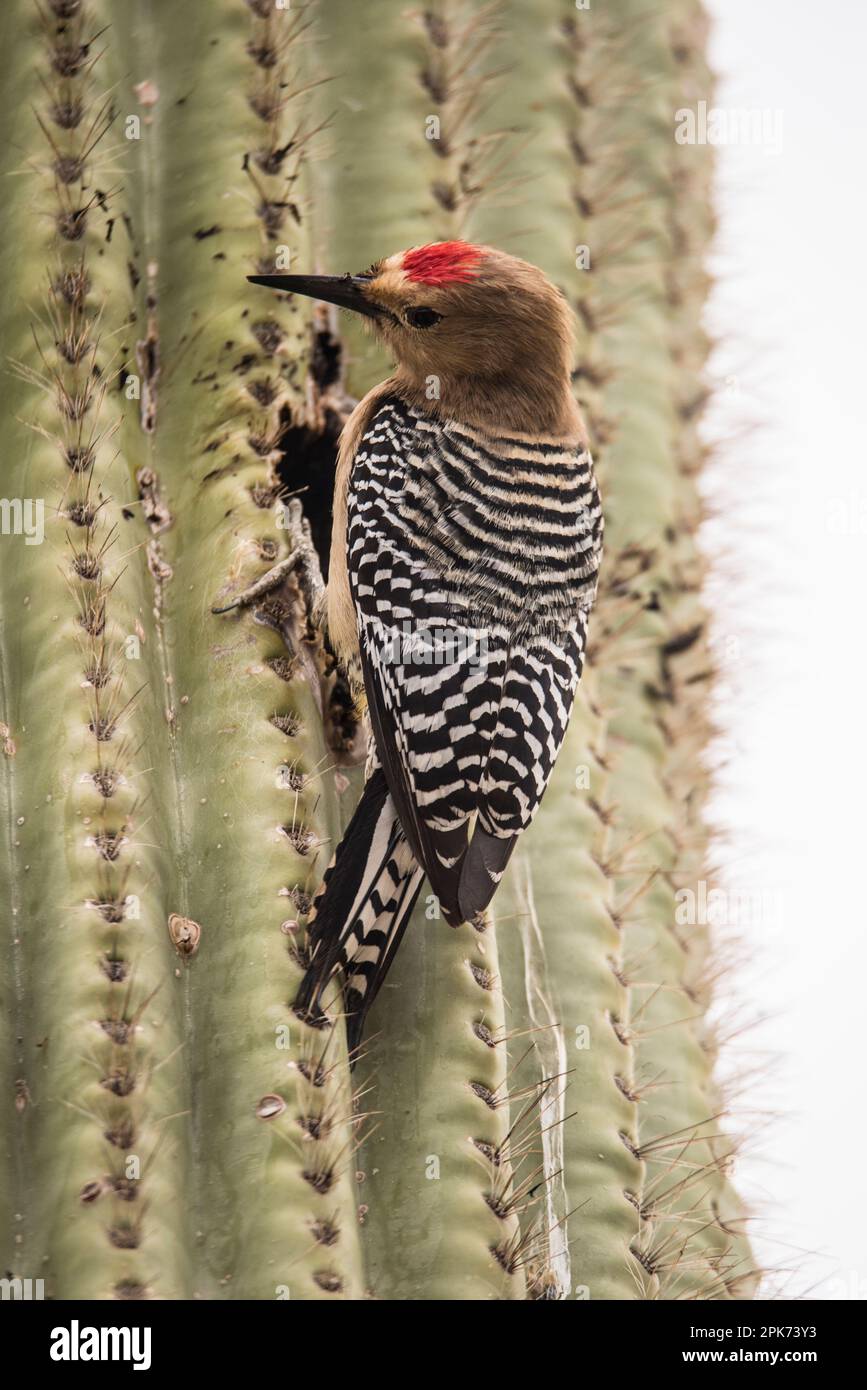 A male Gila woodpecker excavates a nesting cavity in a saguaro cactus ...