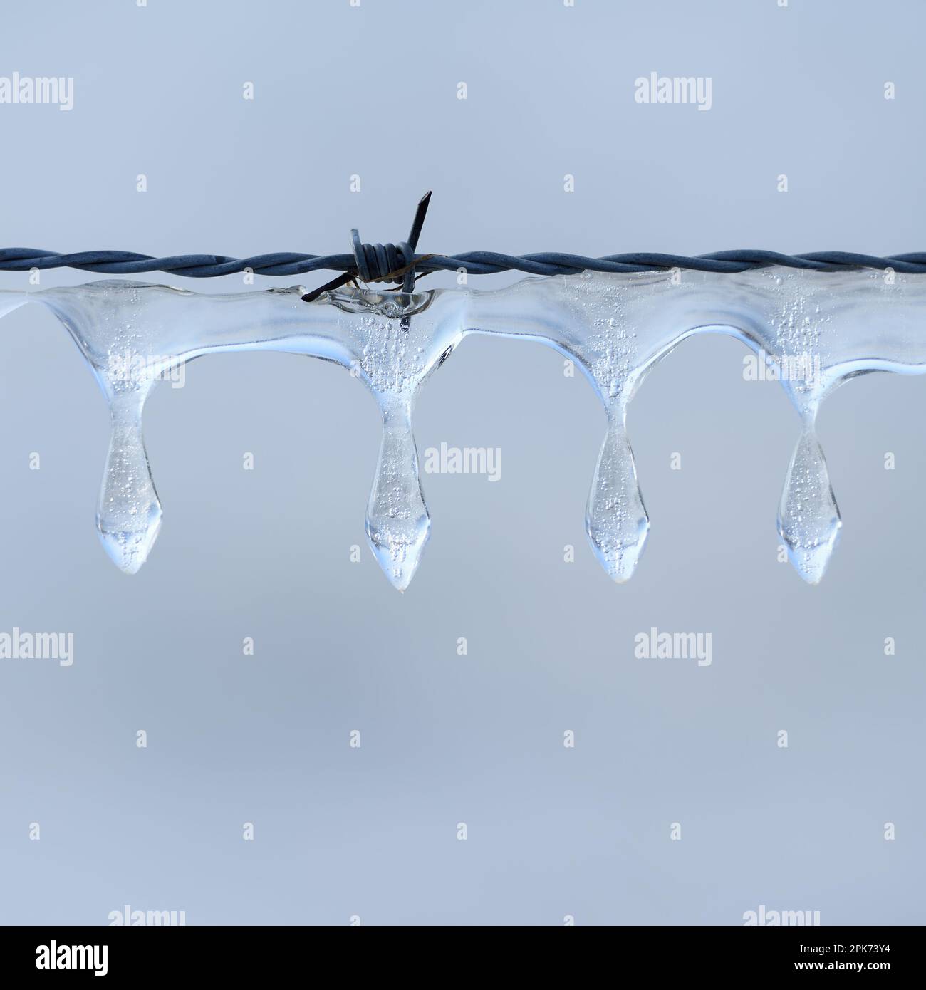 Ice drops... Icicles ( winter flood 2020/2021 ), naturally formed ice ...