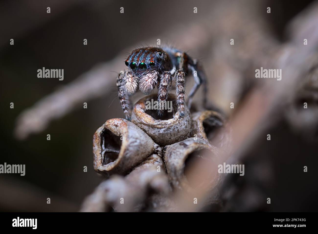 Male peacock head shot hi-res stock photography and images - Alamy