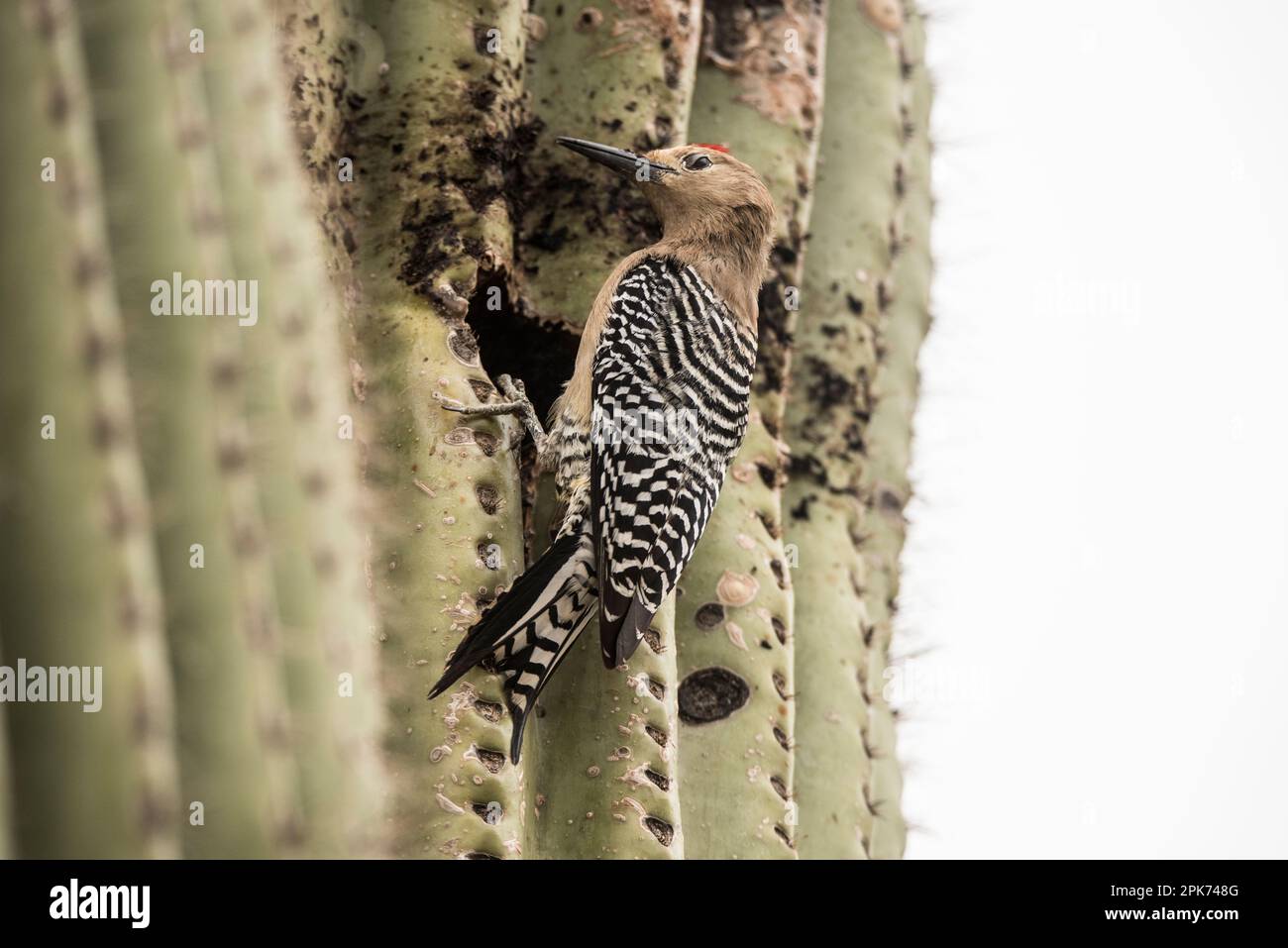 A male Gila woodpecker excavates a nesting cavity in a saguaro cactus ...