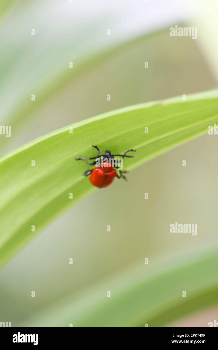 Red Lily Beetle ( Lilioceris lilii) on Garden Lily Hook Norton ...