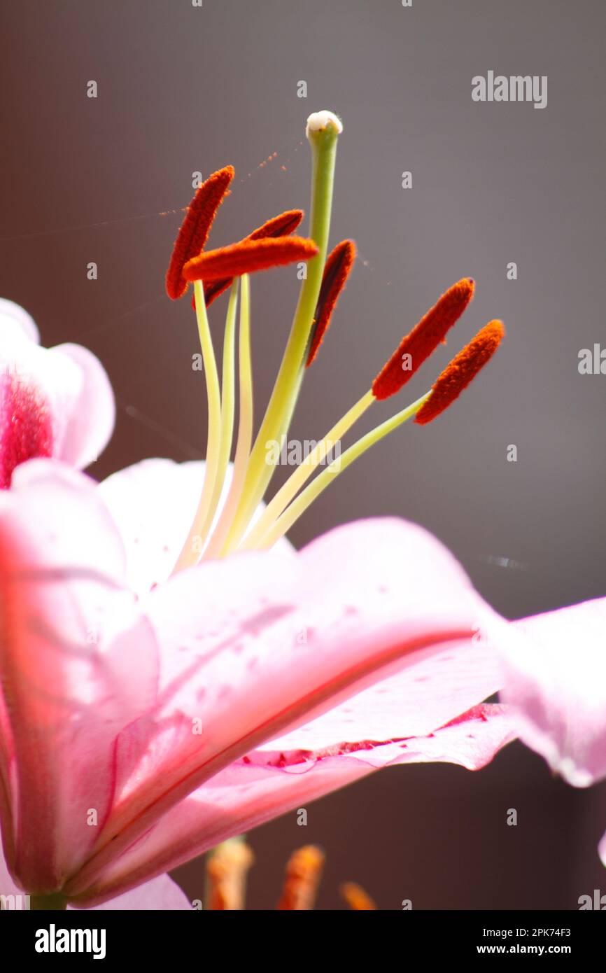 Lily Head in Close up growing in a Cotswold Garden Stock Photo - Alamy