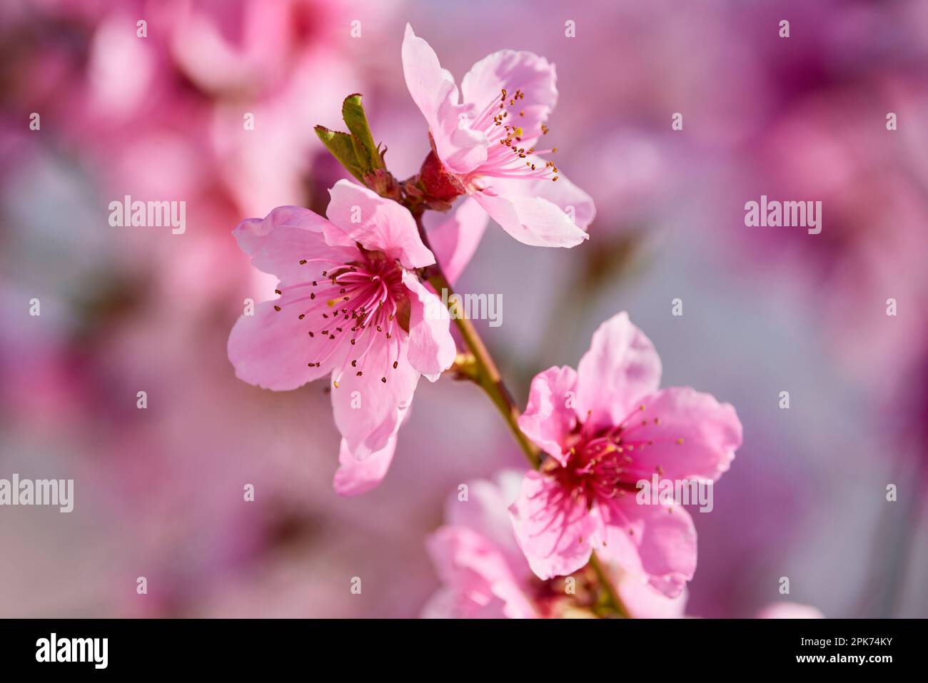 Image with the blossoming branch of a peach tree, Spring season Stock ...