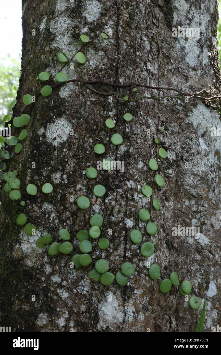 Creeping Rubber Plant