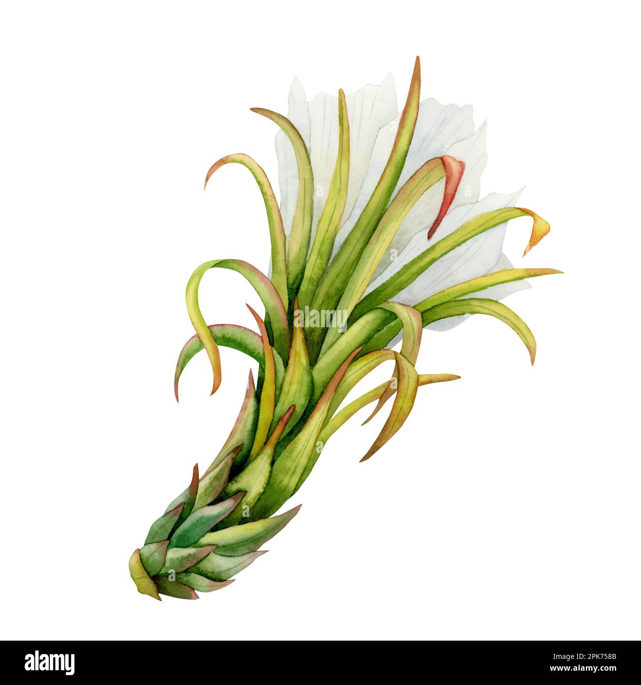 Watercolor cactus flower with leaves, side view. White and green dragon ...