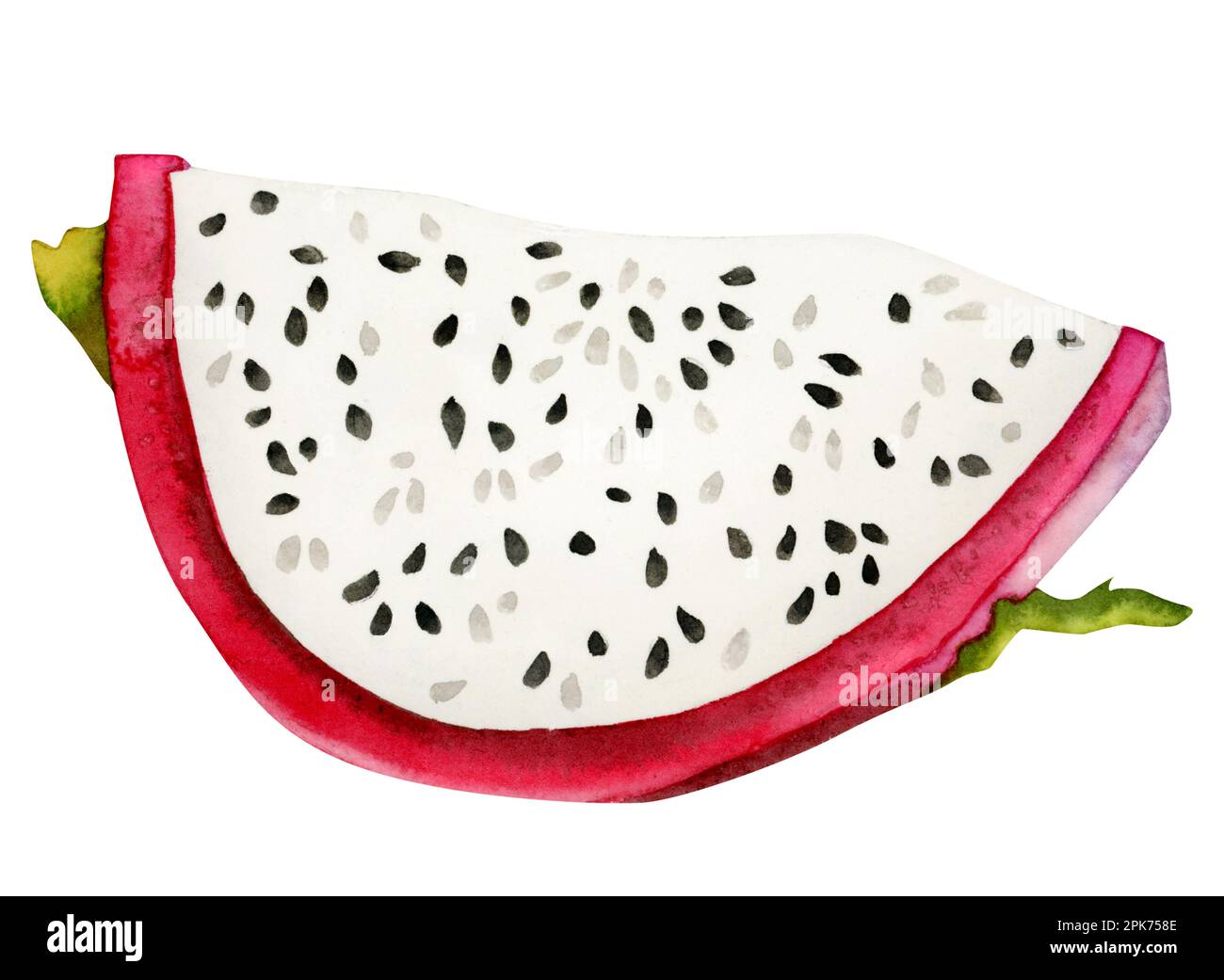 Watercolor viva magenta pink dragon fruit slice botanical illustration ...