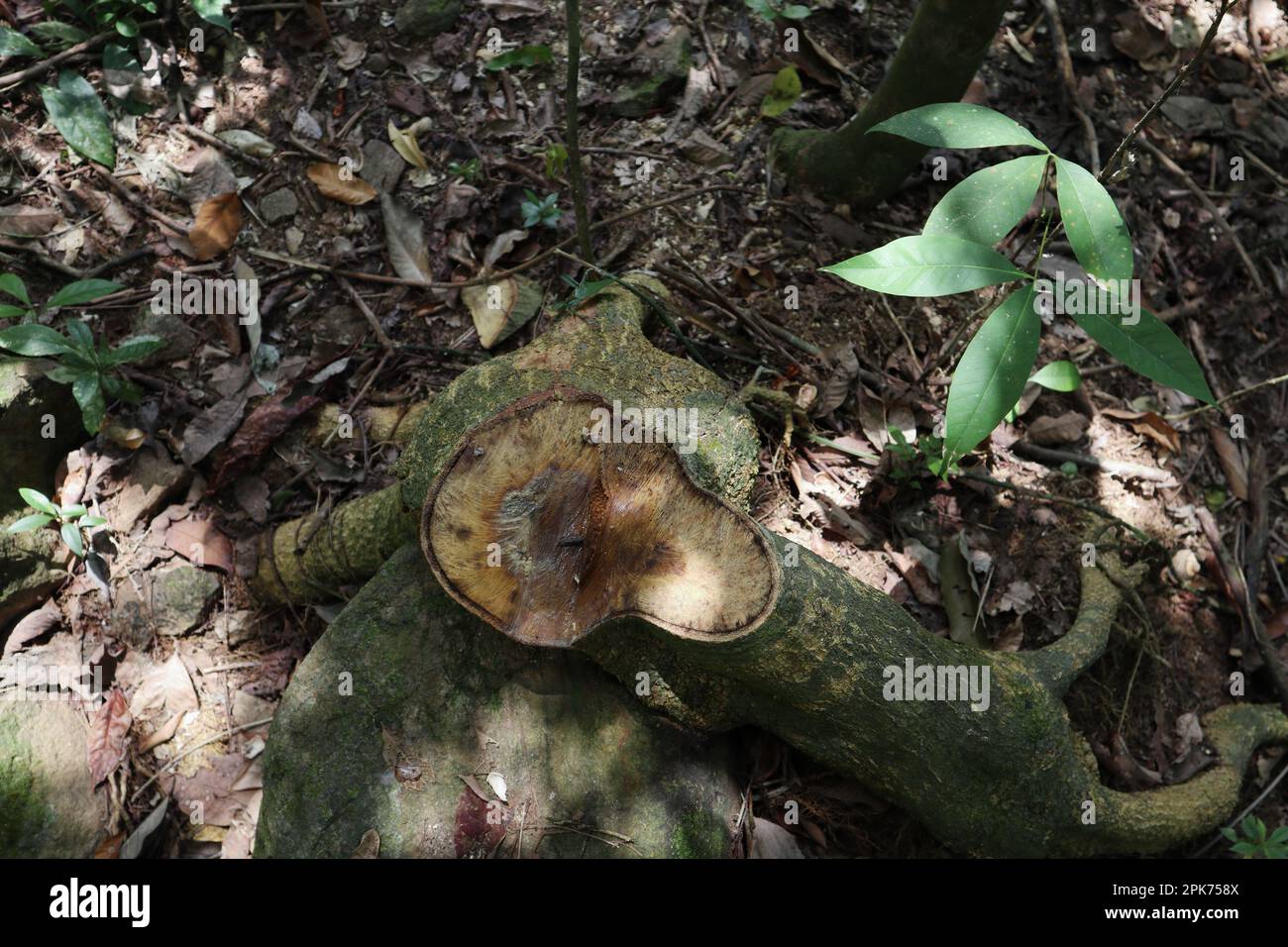 Alstonia macrophylla hi-res stock photography and images - Alamy