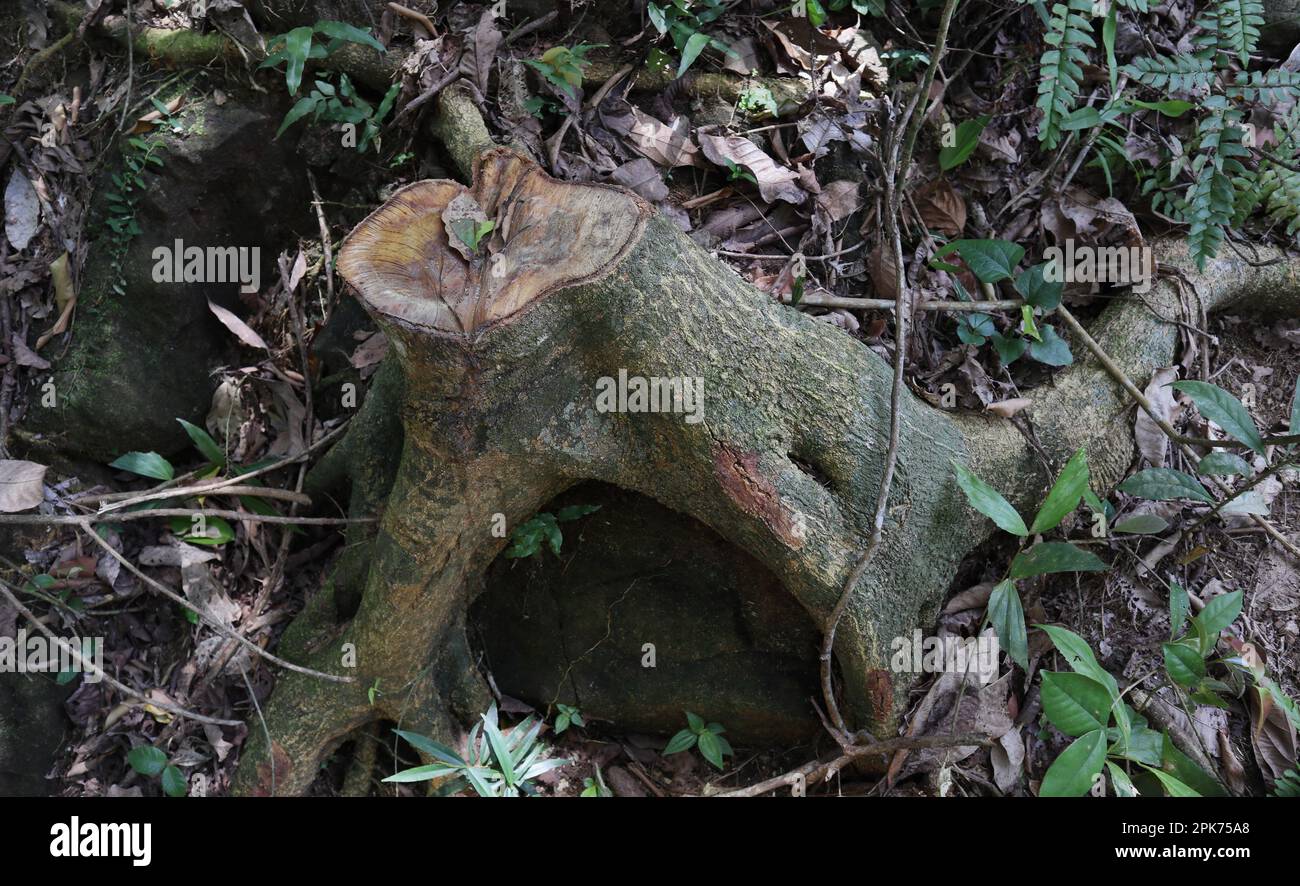 Side view of a cut down tree stump of a Hard Alstonia tree (Alstonia ...