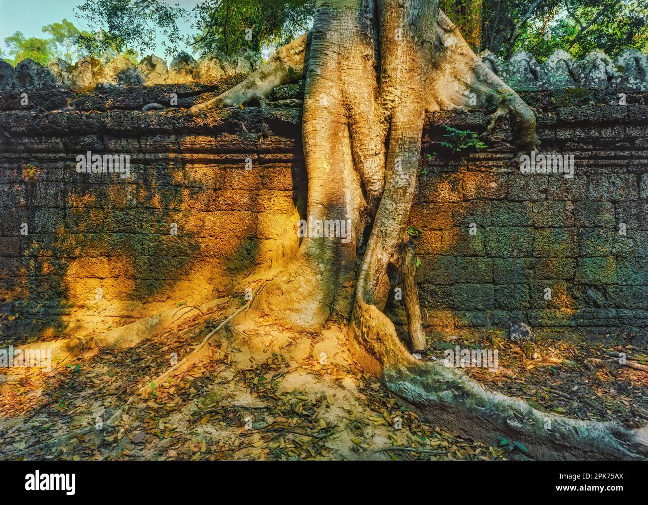 Gnarled tree roots growing around a stone wall, Preah Khan, near Angkor ...