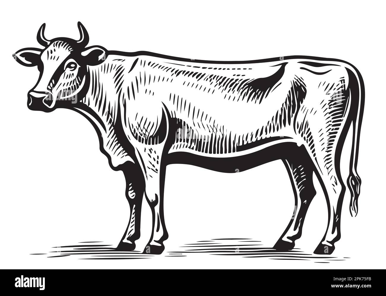 Cow Standing Hand Drawn Sketch Illustration Cattle Stock Vector Image And Art Alamy