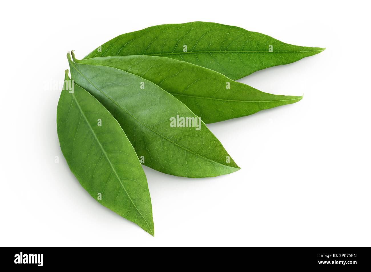 Green lychee leaf isolated on a white background. Top view. Flat lay ...