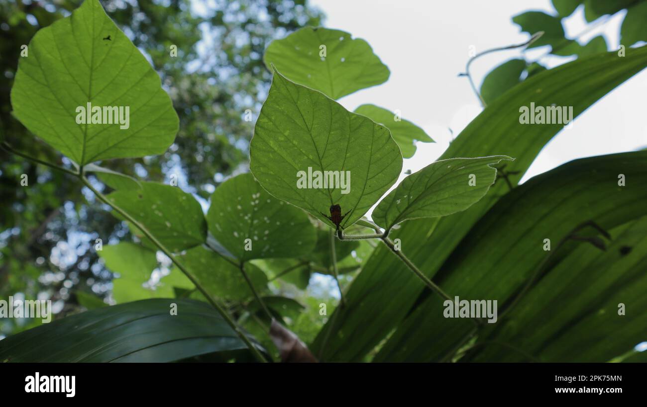 Moth underneath leaf hi-res stock photography and images - Alamy