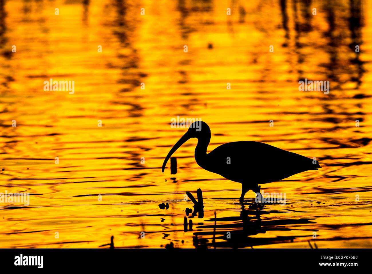 Glossy Ibis, Plegadis falcinellus, Donana NP, Spain. Silhouette of a ...