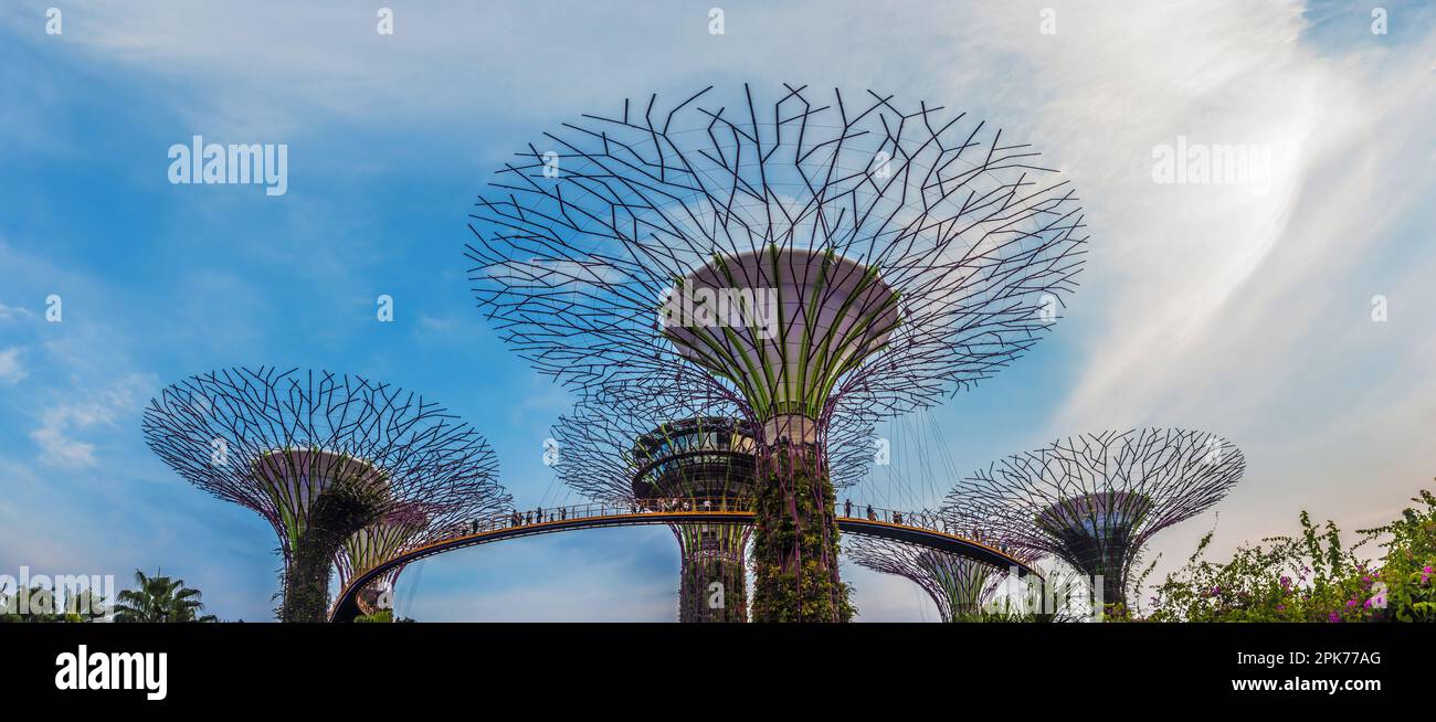 Canopy of Supertrees at Supertree Grove, Gardens by the Bay, Singapore ...