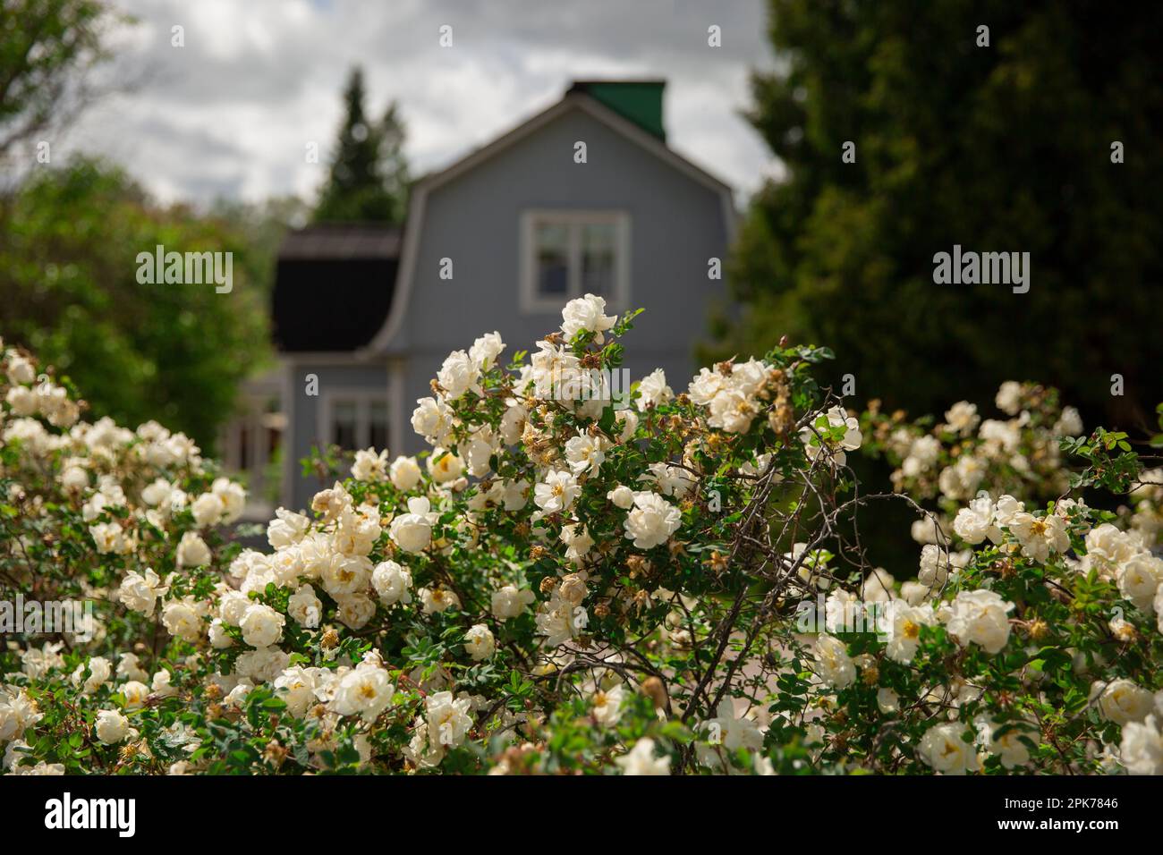 Front house bush garden hi-res stock photography and images - Alamy