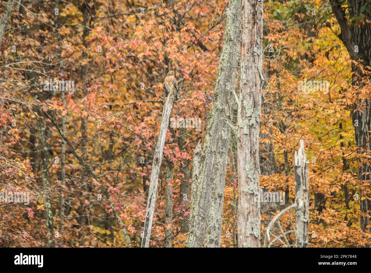 A red-shouldered hawk sits on a snag in a colorful wildlife scenic ...