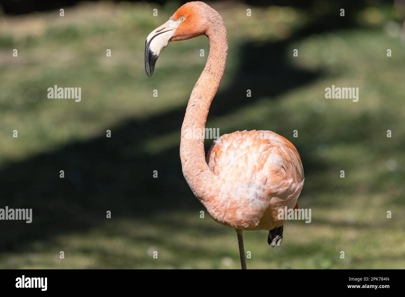 GROUP OF FLAMINGO BIRDS REST AND EAT PEACEFULLY Stock Photo - Alamy
