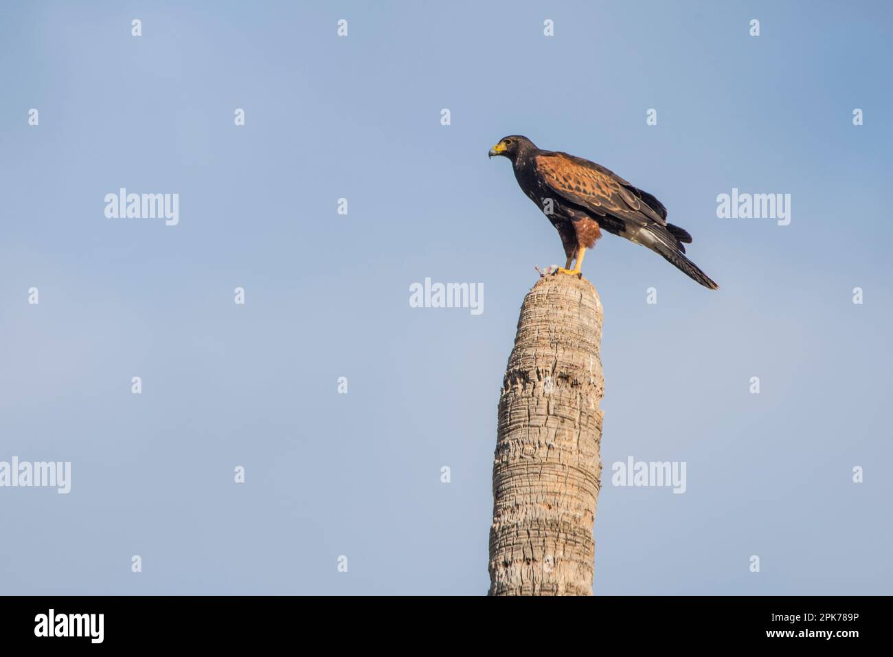 Harris's hawk on top of a saguaro cactus with prey, blue sky background ...