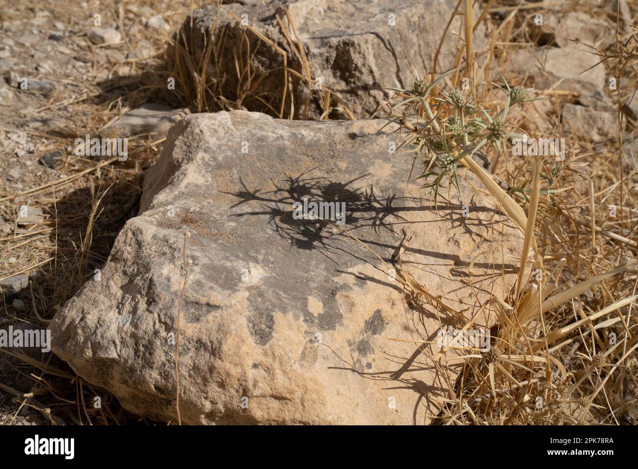 Harsh summer sun casts the shadow of a thorn on a rock in the Judea ...