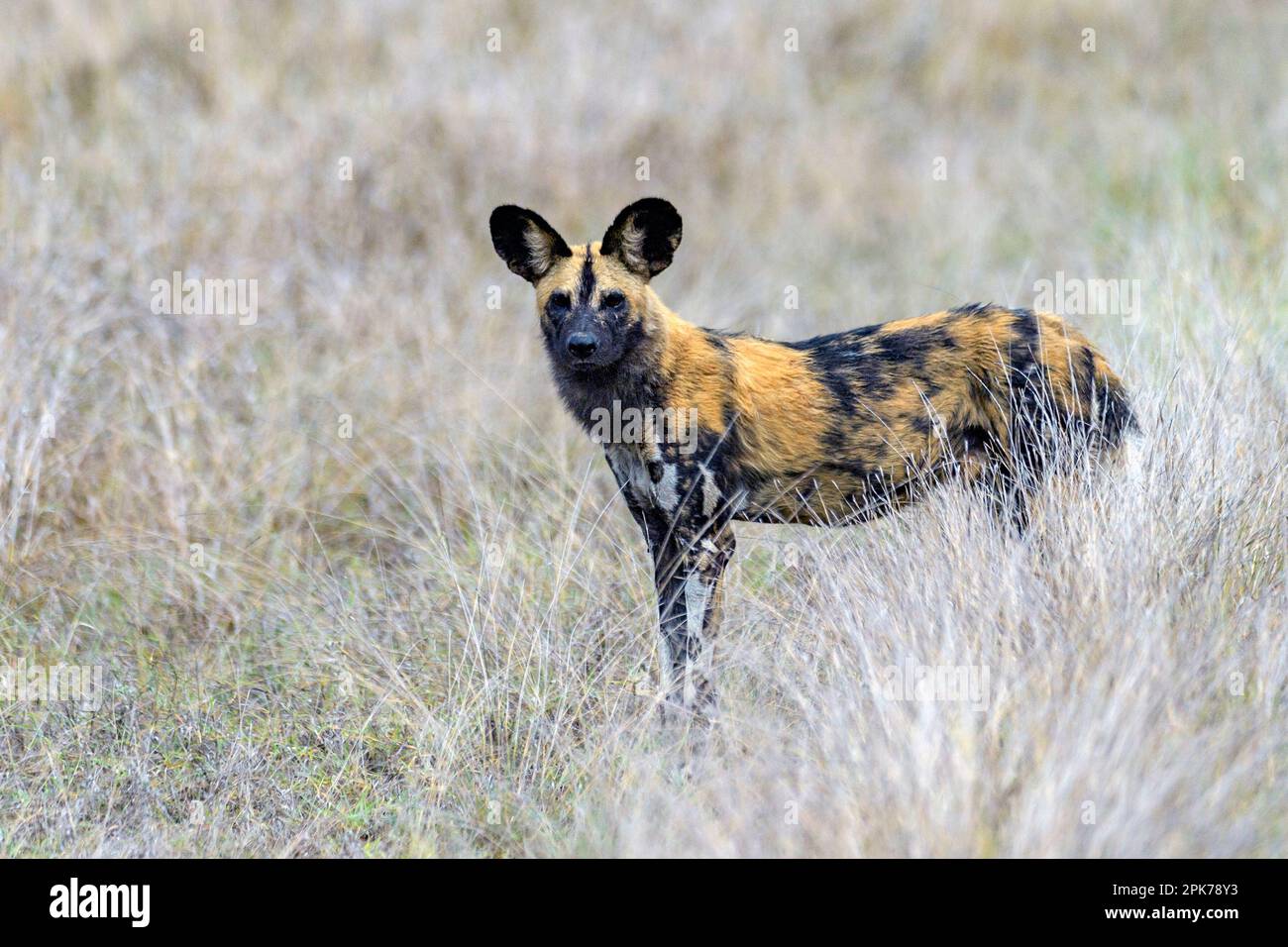 African wild dog (Lycano pictus) from Shingwedzi, Kruger NP, South ...