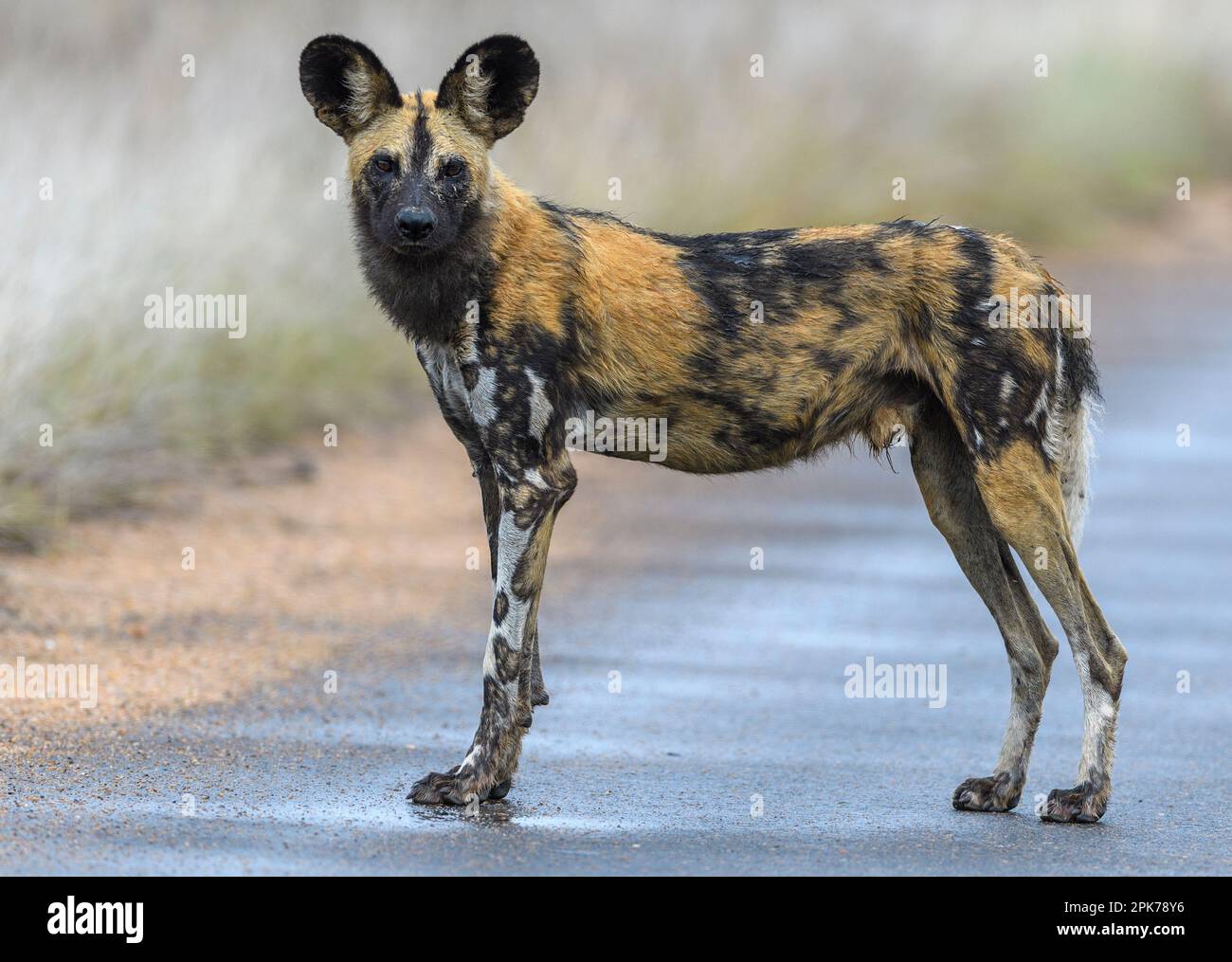 African wild dog (Lycano pictus) from Shingwedzi, Kruger NP, South ...