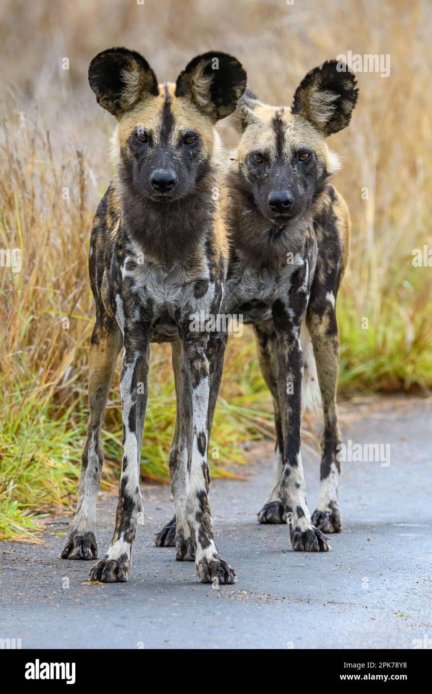 African wild dogs (Lycano pictus) from Shingwedzi, Kruger NP, South ...
