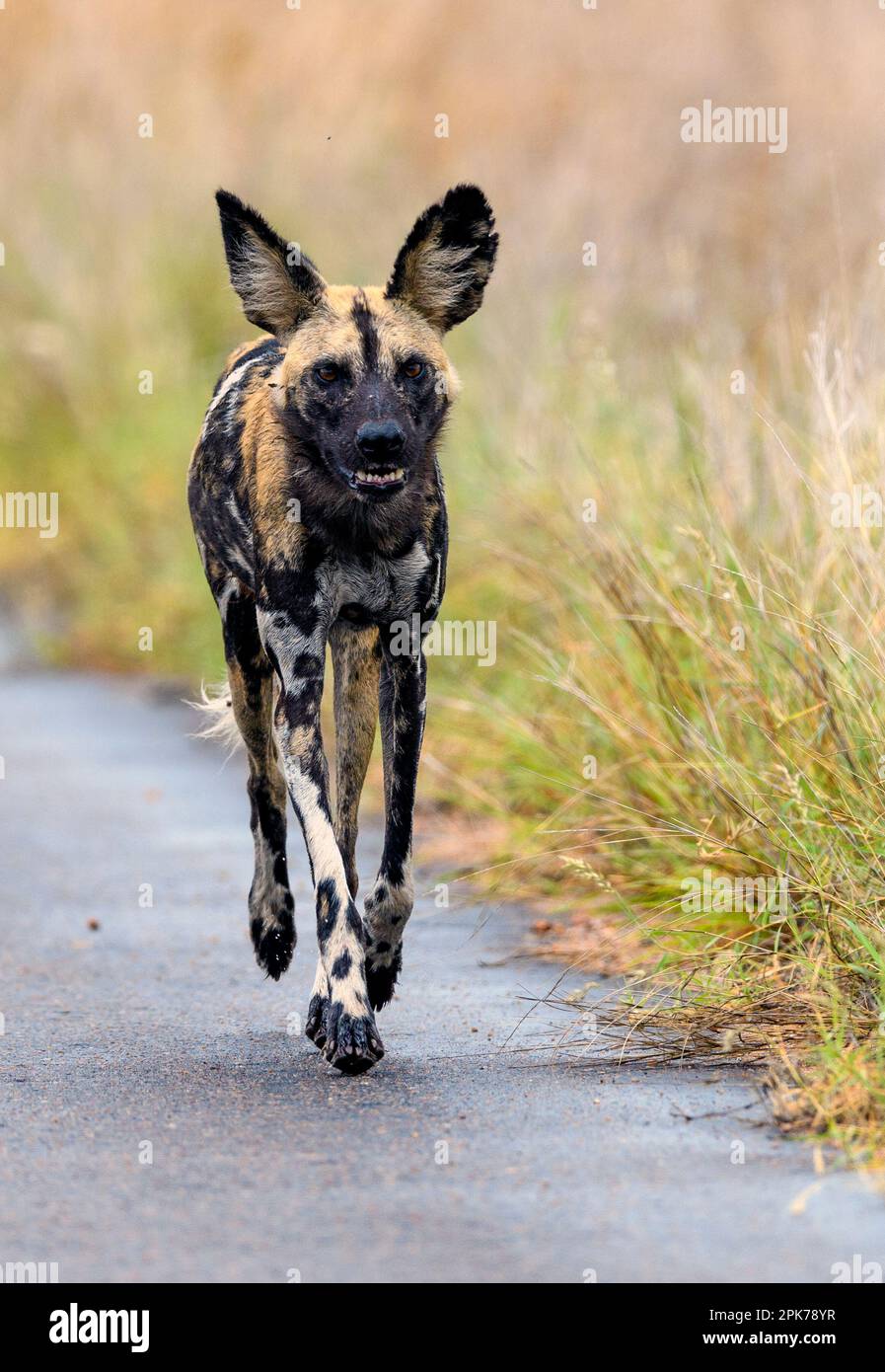 African wild dog (Lycano pictus) from Shingwedzi, Kruger NP, South ...