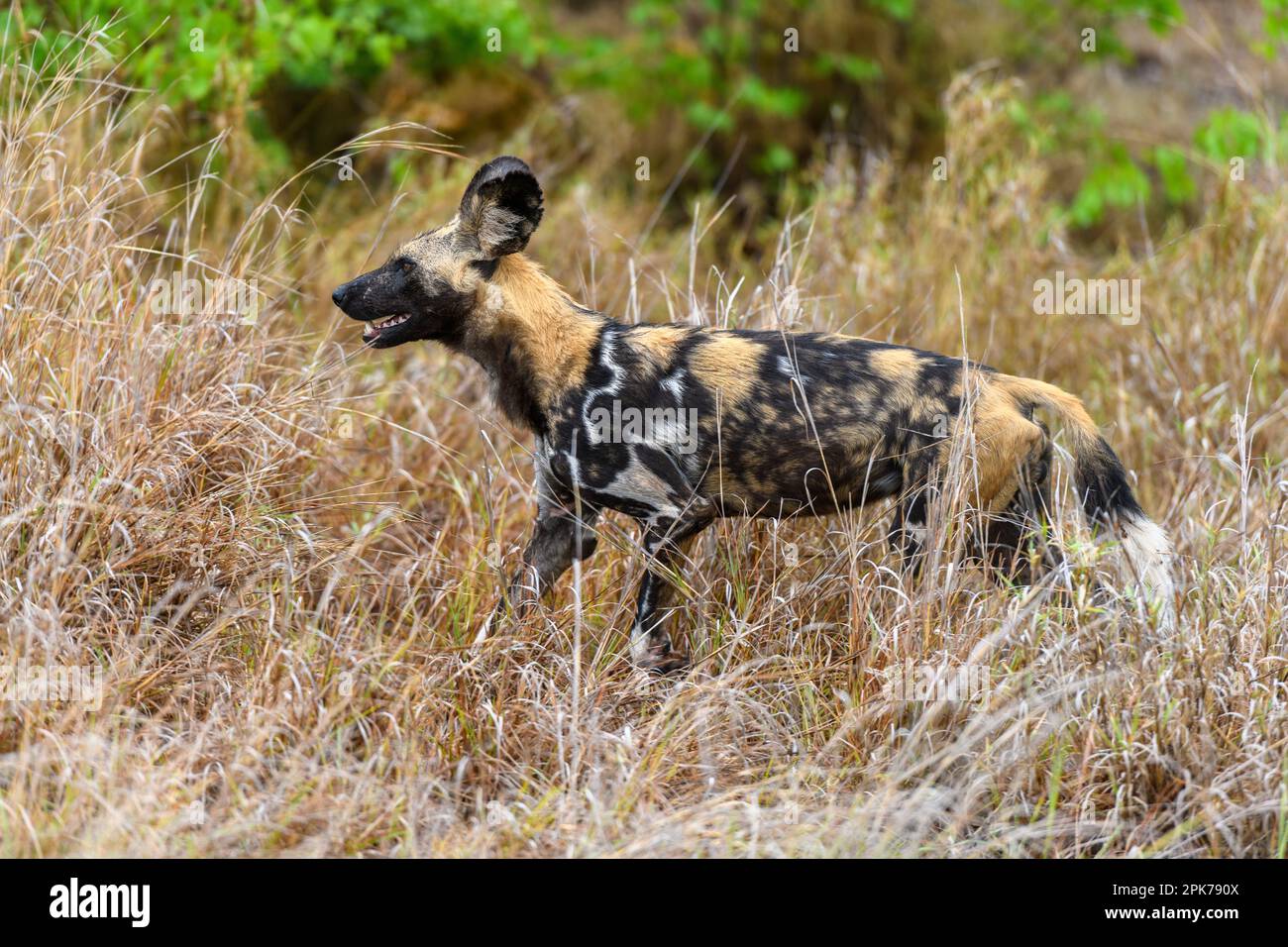 African wild dog (Lycano pictus) from Shingwedzi, Kruger NP, South ...
