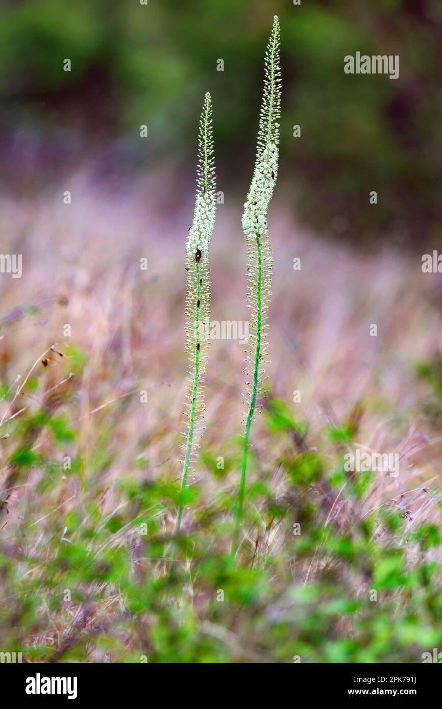 Tall white squill (Drimia altissima) from Kruger National Park, South ...