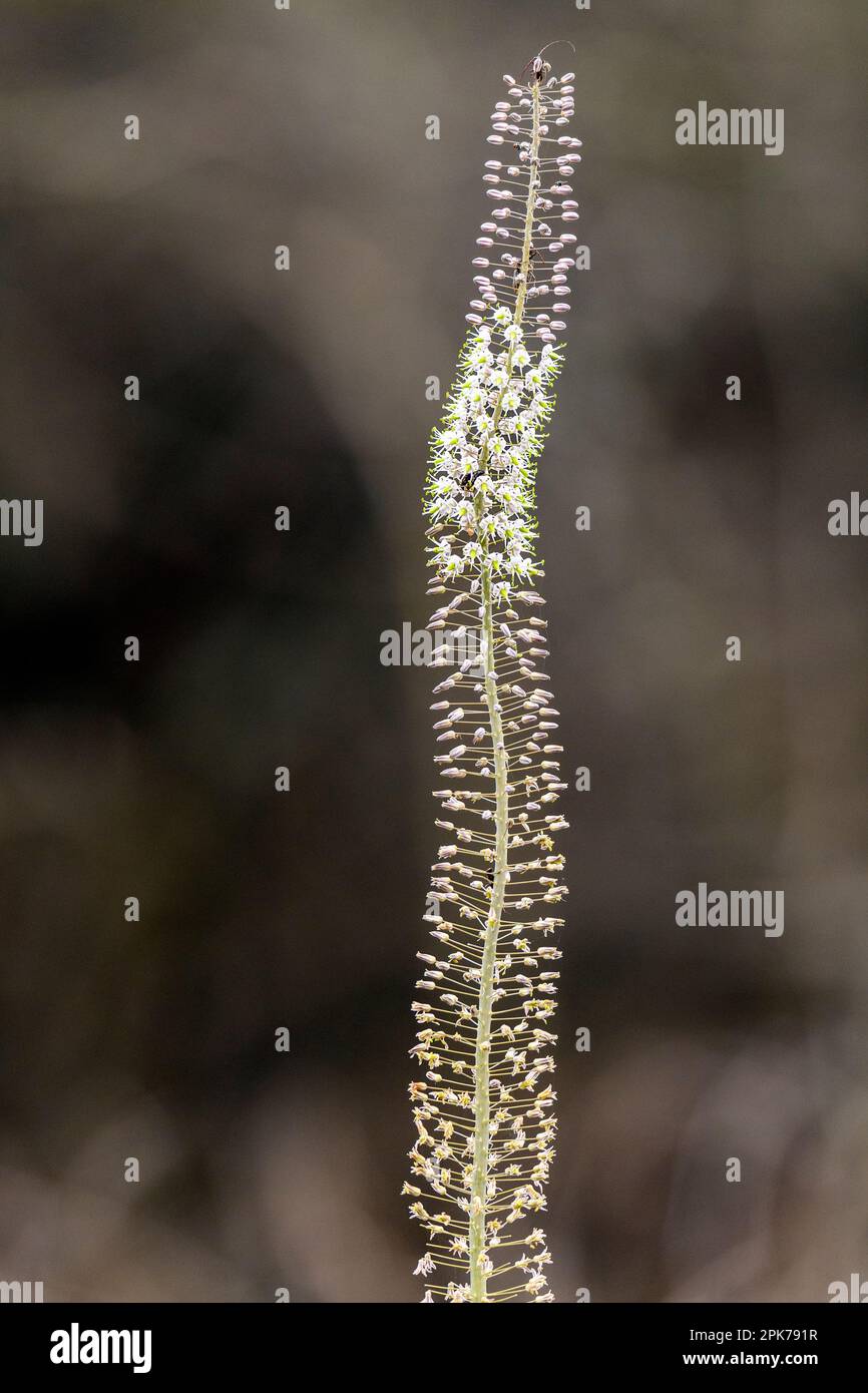 Flowers of the tall white squill (Drimia altissima) from Kruger ...