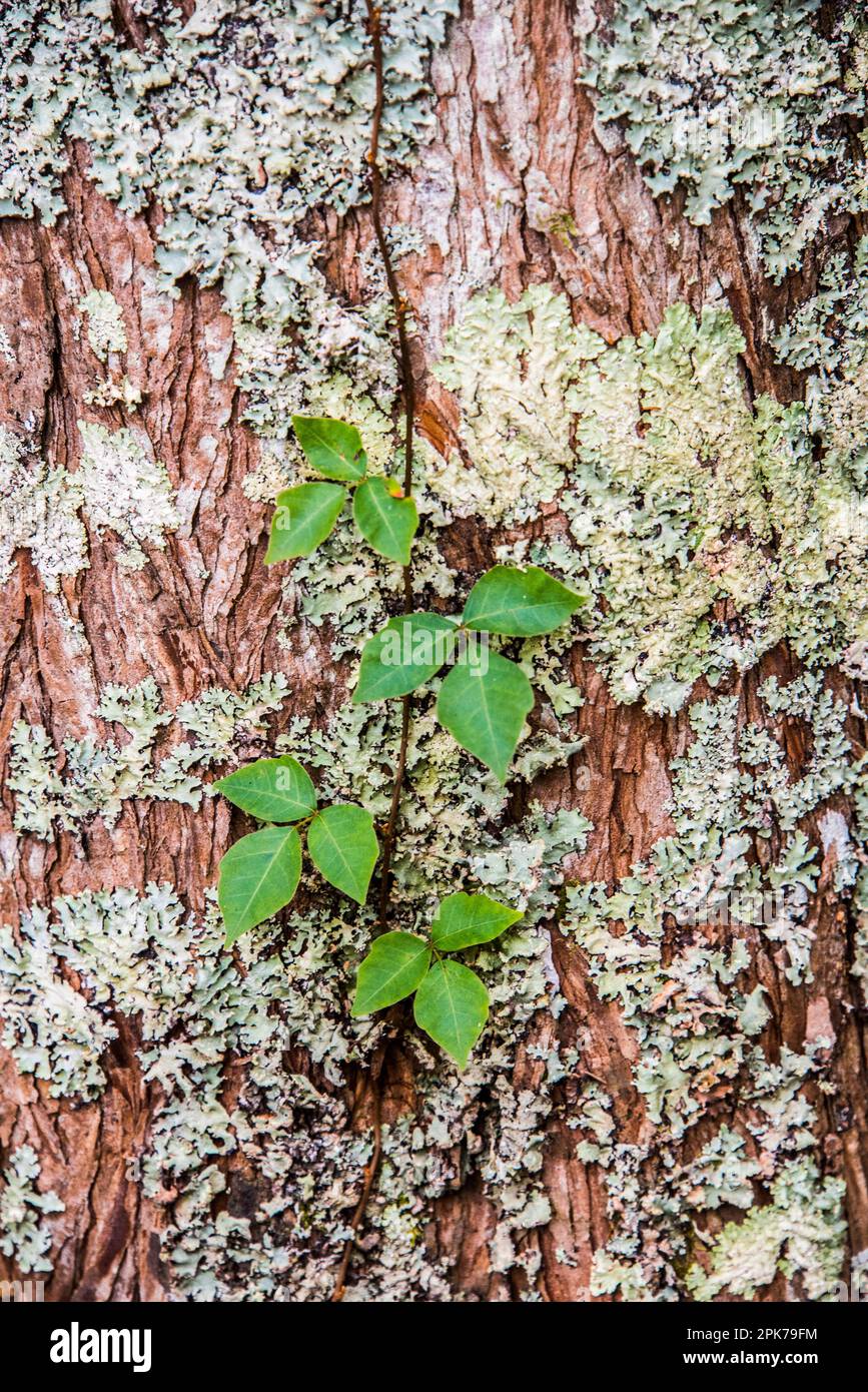 Vine on a tree trunk, graphic, concept, scenic Stock Photo - Alamy