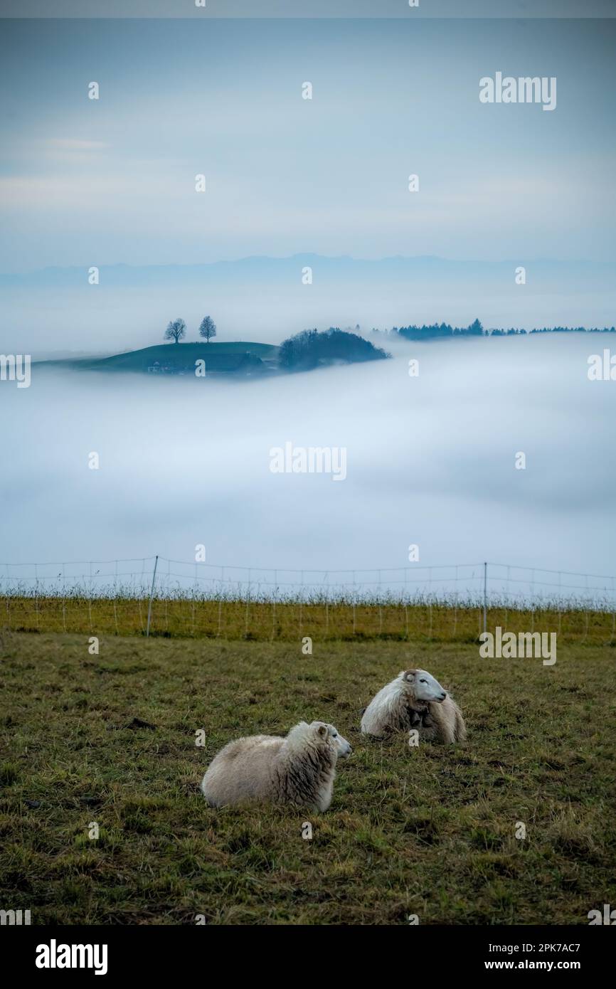 two sheep are sitting on a pasture in the distance two trees are ...